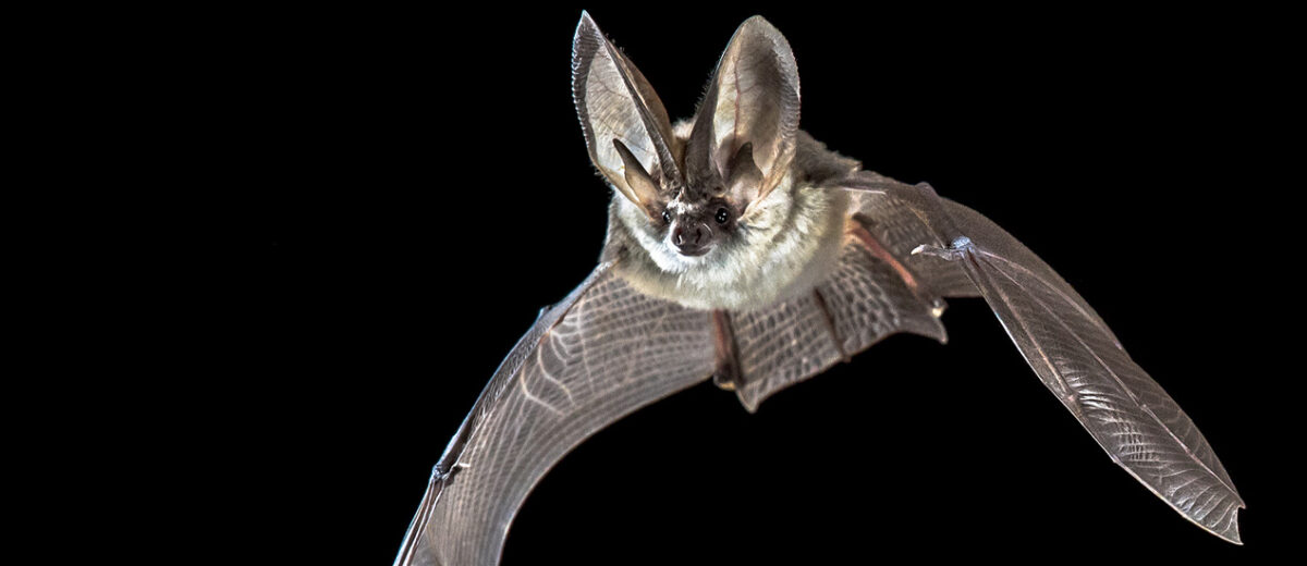 A batty situation - Saltscapes