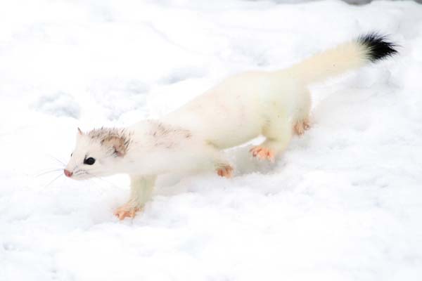 Pop goes the weasel - Saltscapes