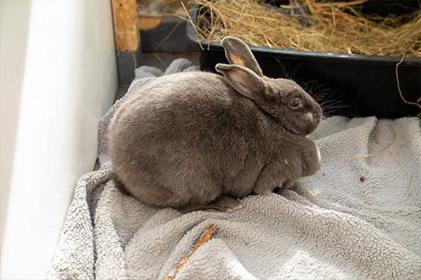 The Story of Honey’s Bunnies - Saltscapes