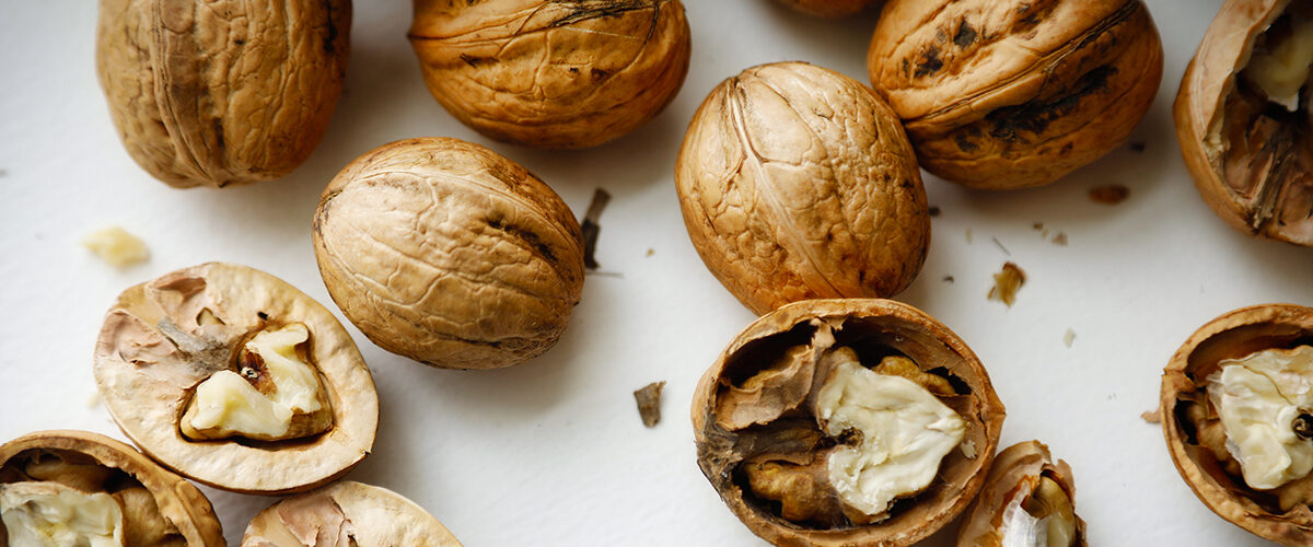 Going nuts for black walnuts! - Saltscapes