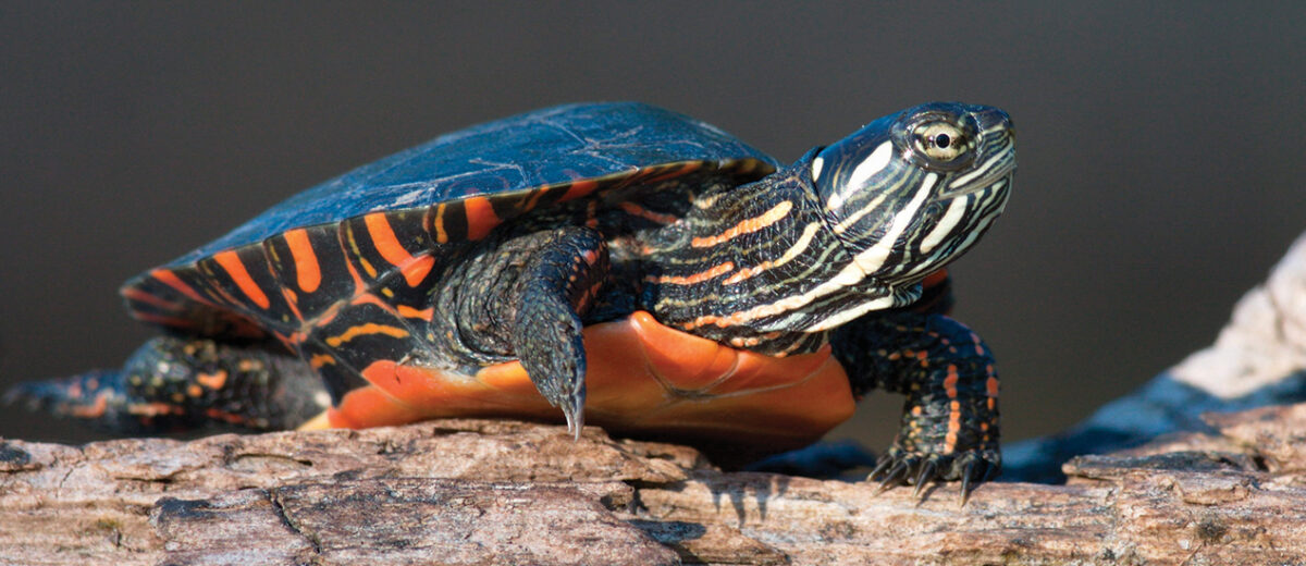 Our Painted Turtles - Saltscapes