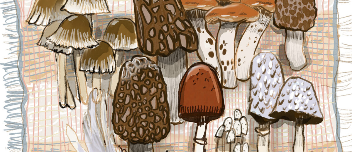 The mushroom man of Newfoundland - Saltscapes