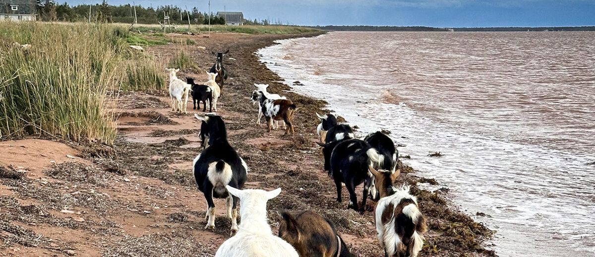 Walking with goats - Saltscapes