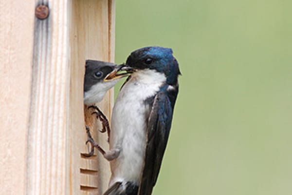 Build a Better Nest Box - Saltscapes